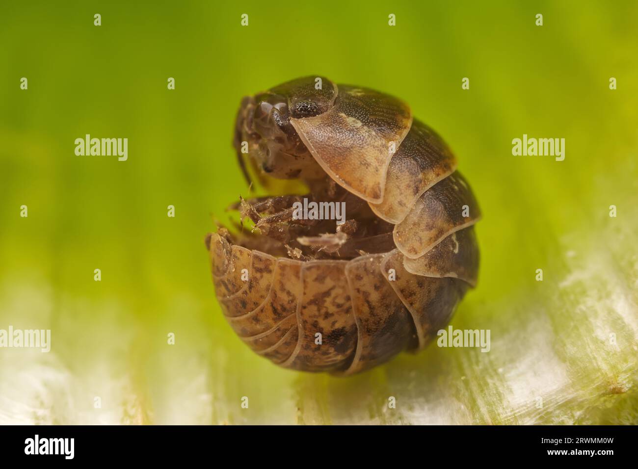Pillworm hi-res stock photography and images - Alamy