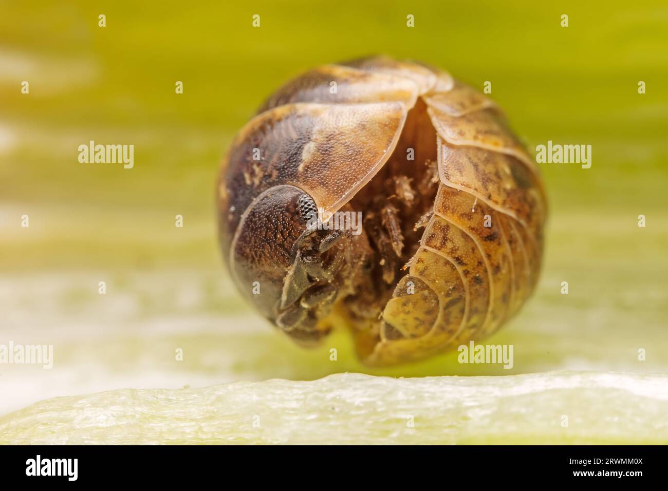 Pillworm hi-res stock photography and images - Alamy