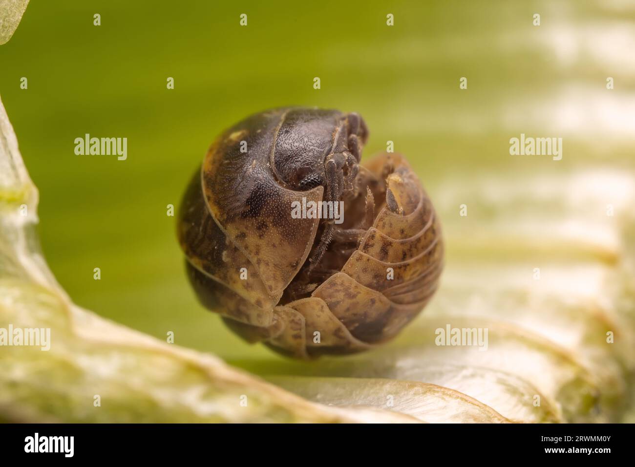 Pillworm hi-res stock photography and images - Alamy
