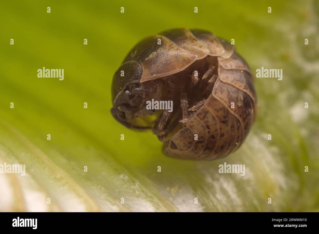 Ball pillworm curls her body to avoid natural enemies in the wild ...