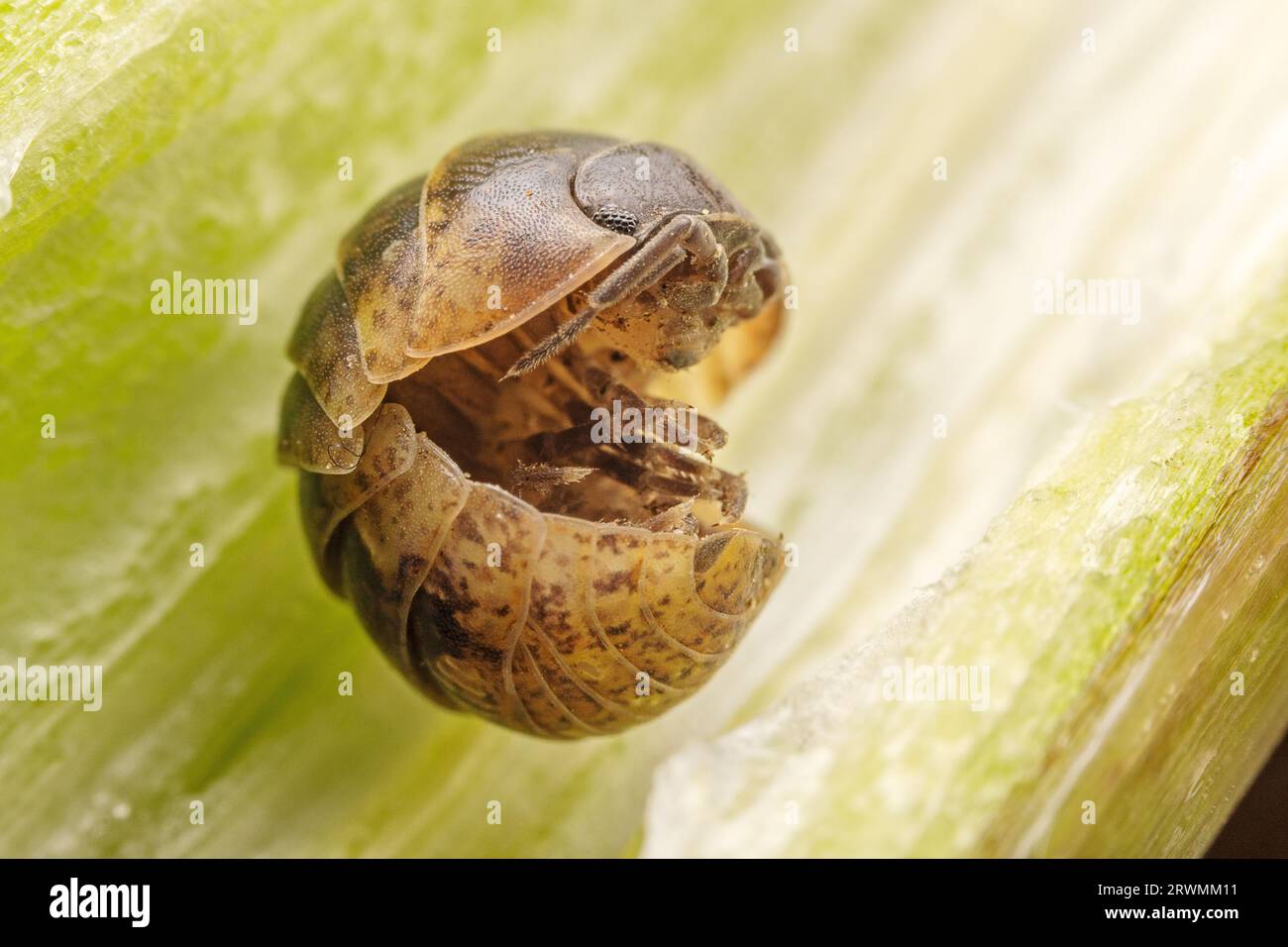 Pillworm hi-res stock photography and images - Alamy