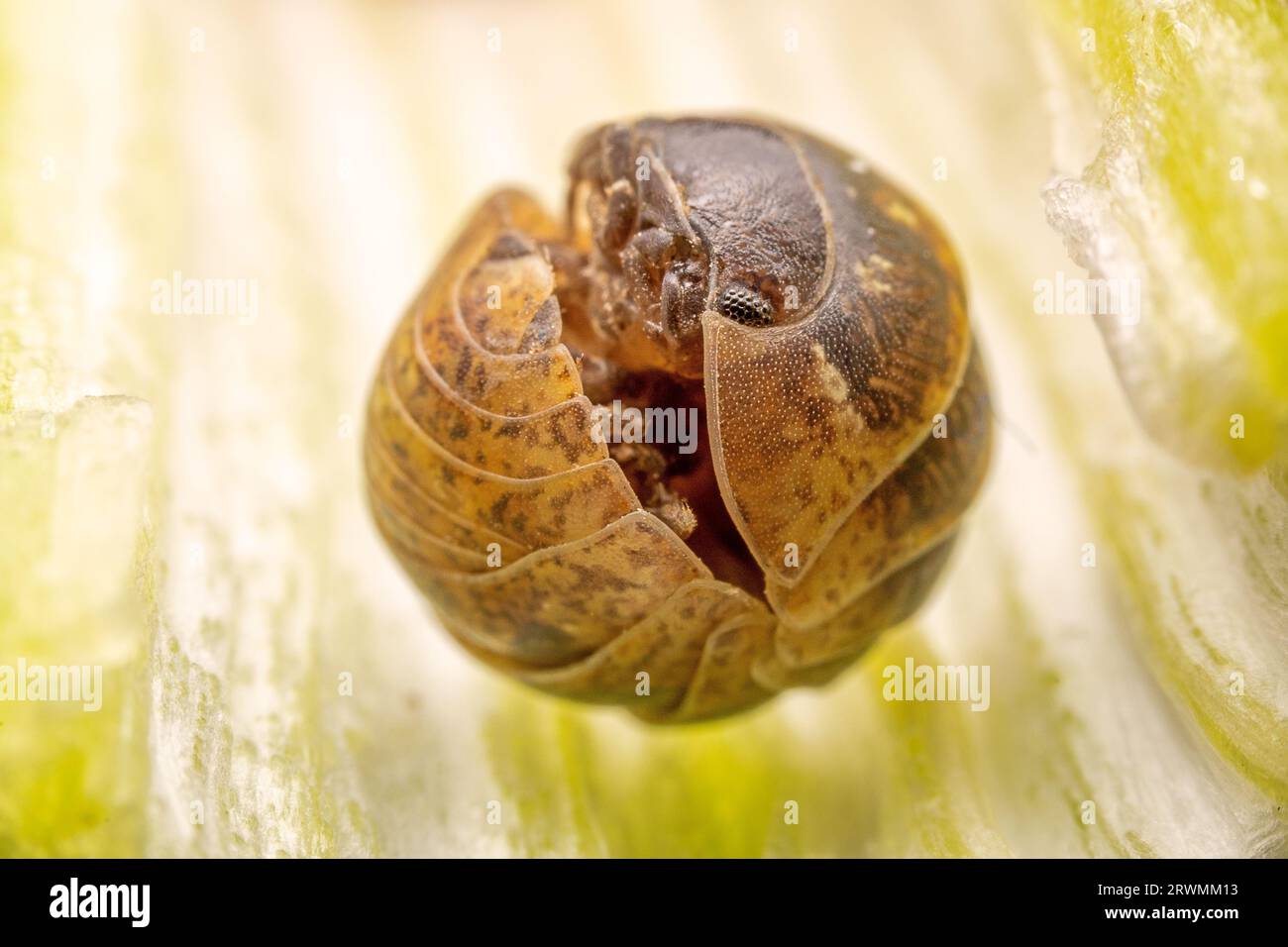 Pillworm hi-res stock photography and images - Alamy