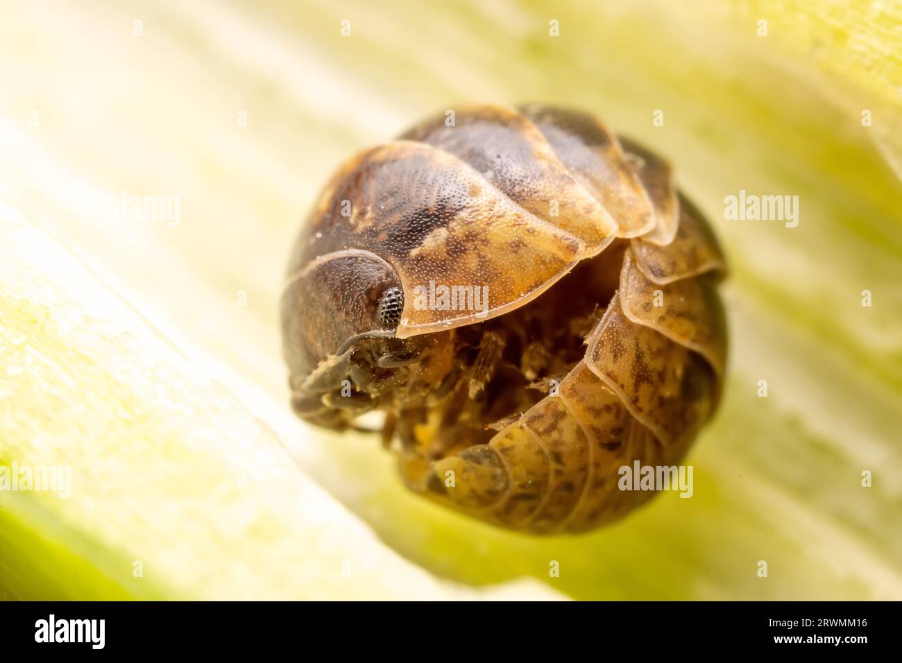 Pillworm hi-res stock photography and images - Alamy