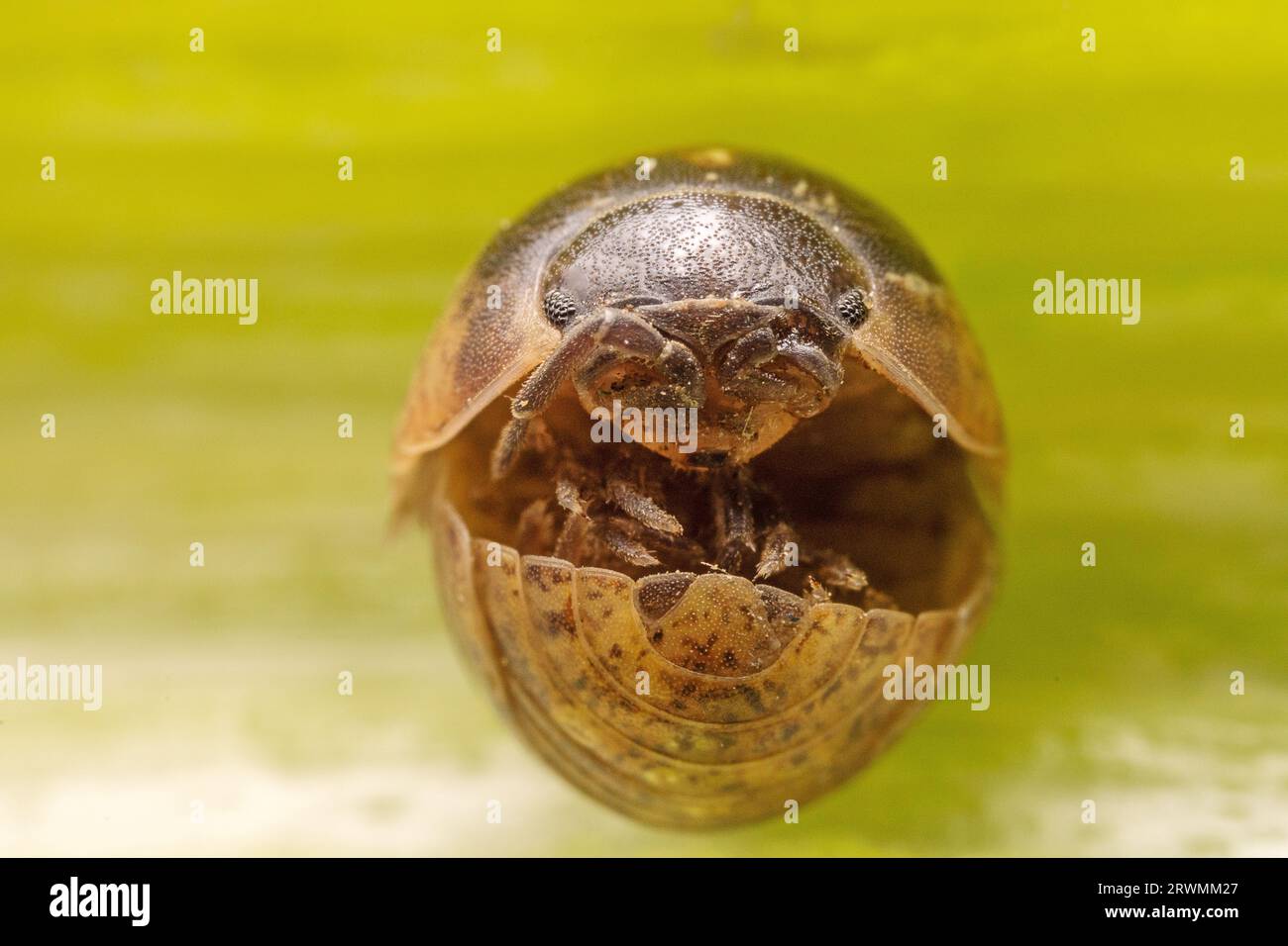 Pillworm hi-res stock photography and images - Alamy