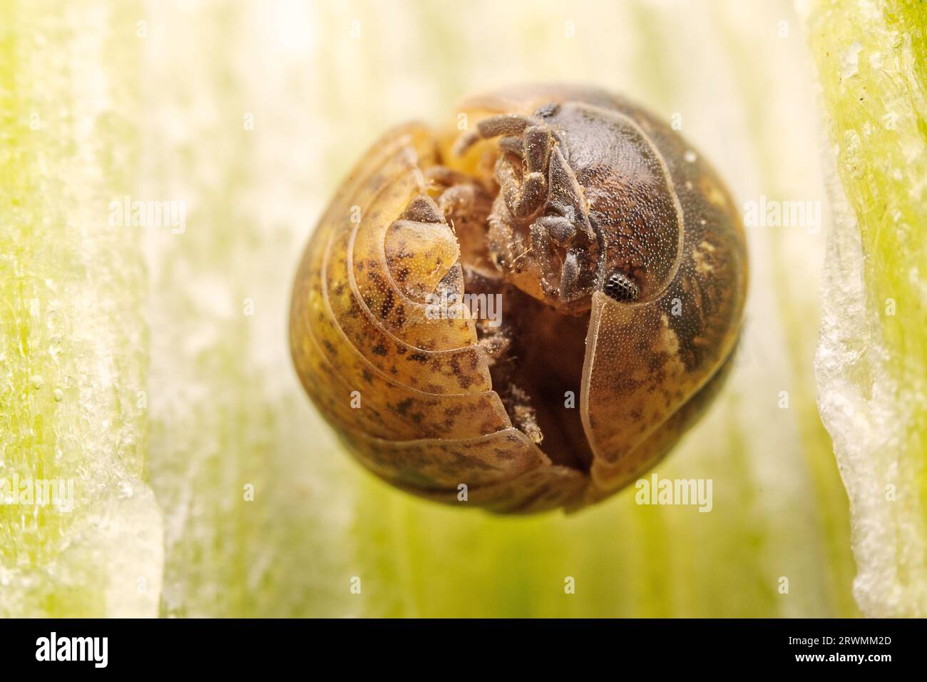 Pillworm hi-res stock photography and images - Alamy