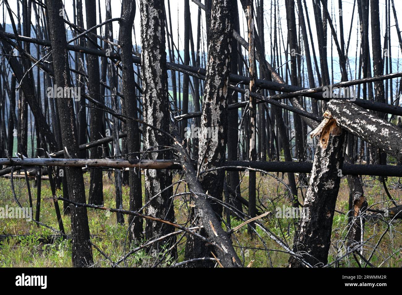 burned forest after wildfire Stock Photo - Alamy
