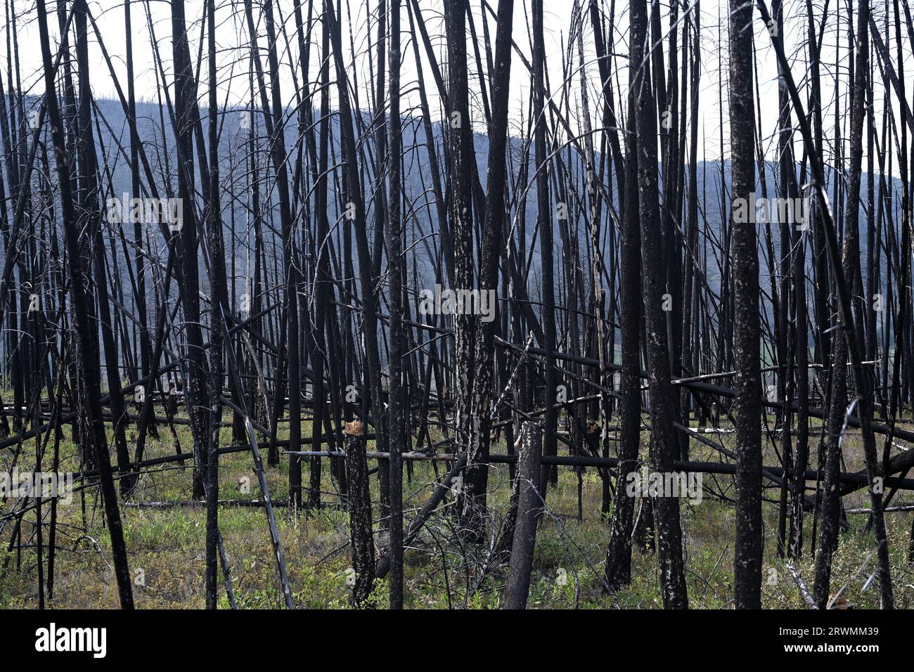 Canada wildfires damage hi-res stock photography and images - Alamy