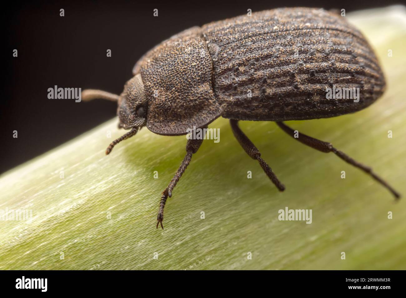 A darkling tenebrionid perch on plants in the wild, North China Stock ...