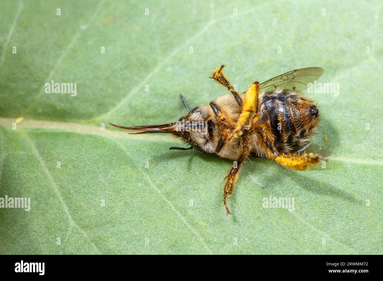 A bumblebee lives on a wild plant in North China Stock Photo - Alamy
