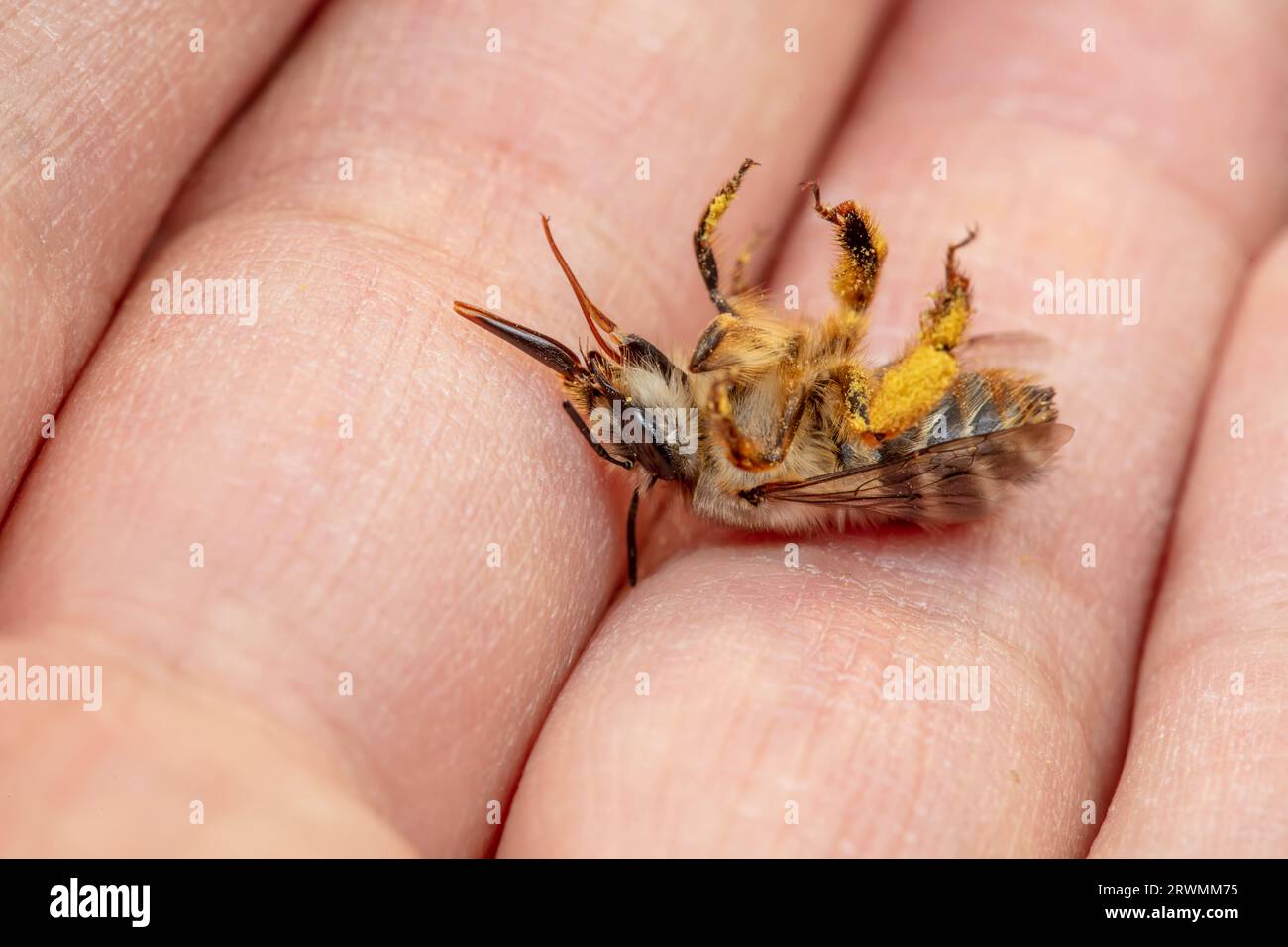 A bumblebee lies in the palm of a human hand, North China Stock Photo ...