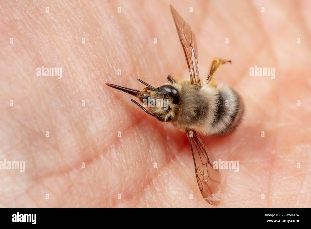 A bumblebee lies in the palm of a human hand, North China Stock Photo ...
