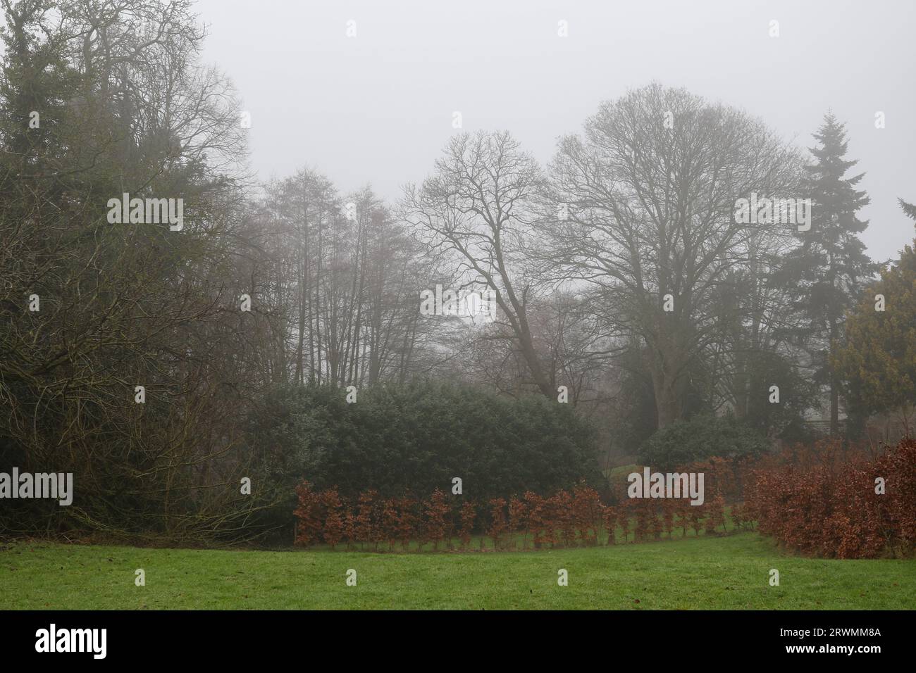 Misty forest scene and landscape, England Stock Photo - Alamy