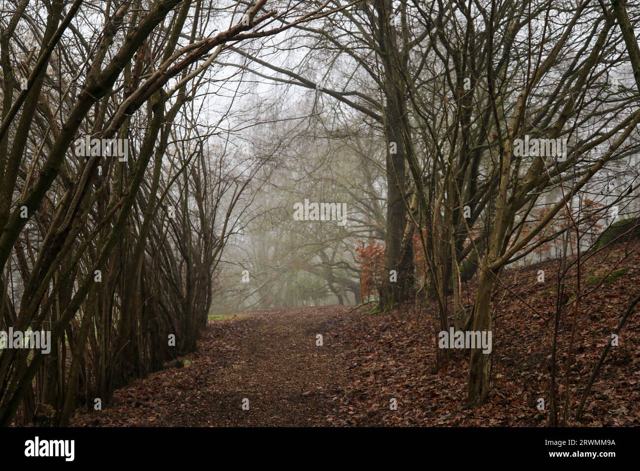 Misty forest scene and landscape, England Stock Photo - Alamy
