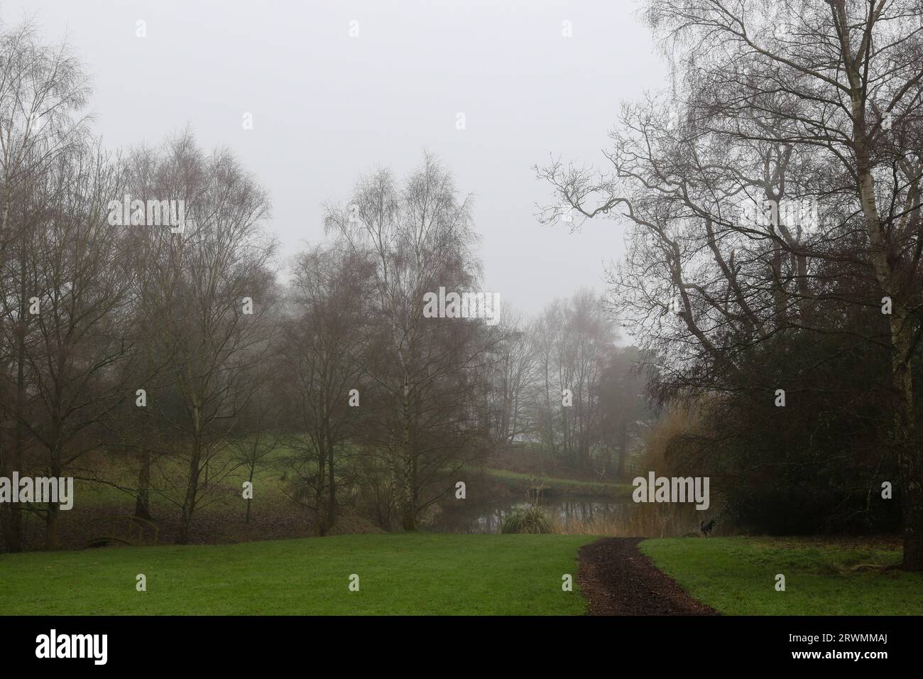 Misty forest scene and landscape, England Stock Photo - Alamy