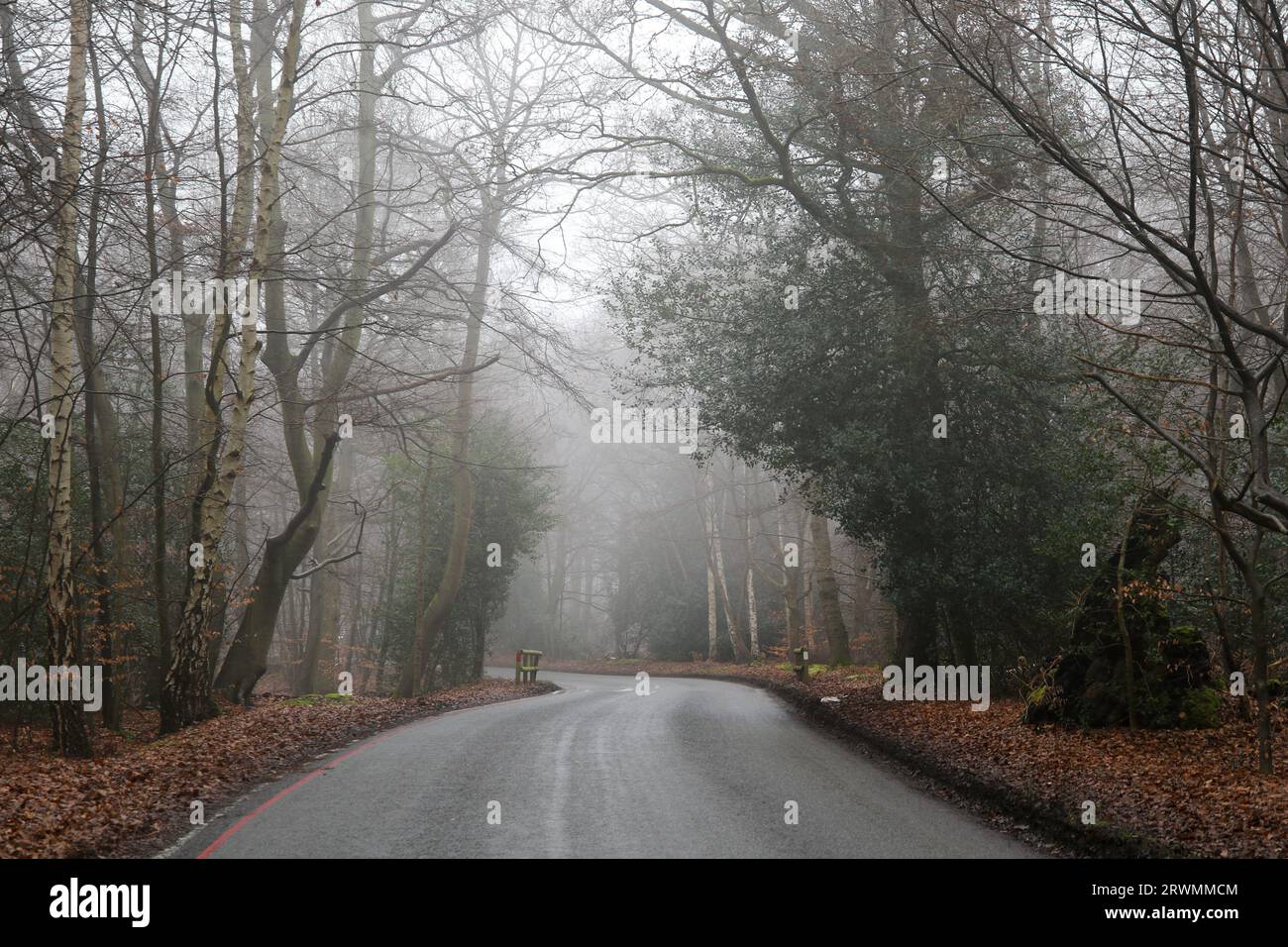 Misty road through Epping forest in England Stock Photo - Alamy