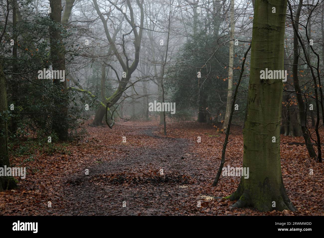 Misty forest scene and landscape, England Stock Photo - Alamy
