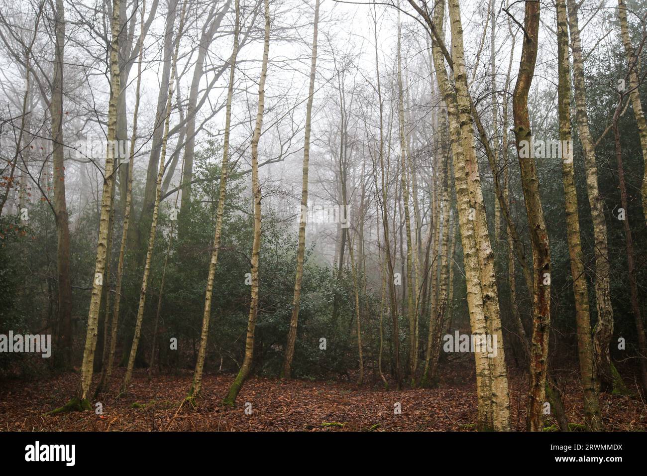 Misty forest scene and landscape, England Stock Photo - Alamy
