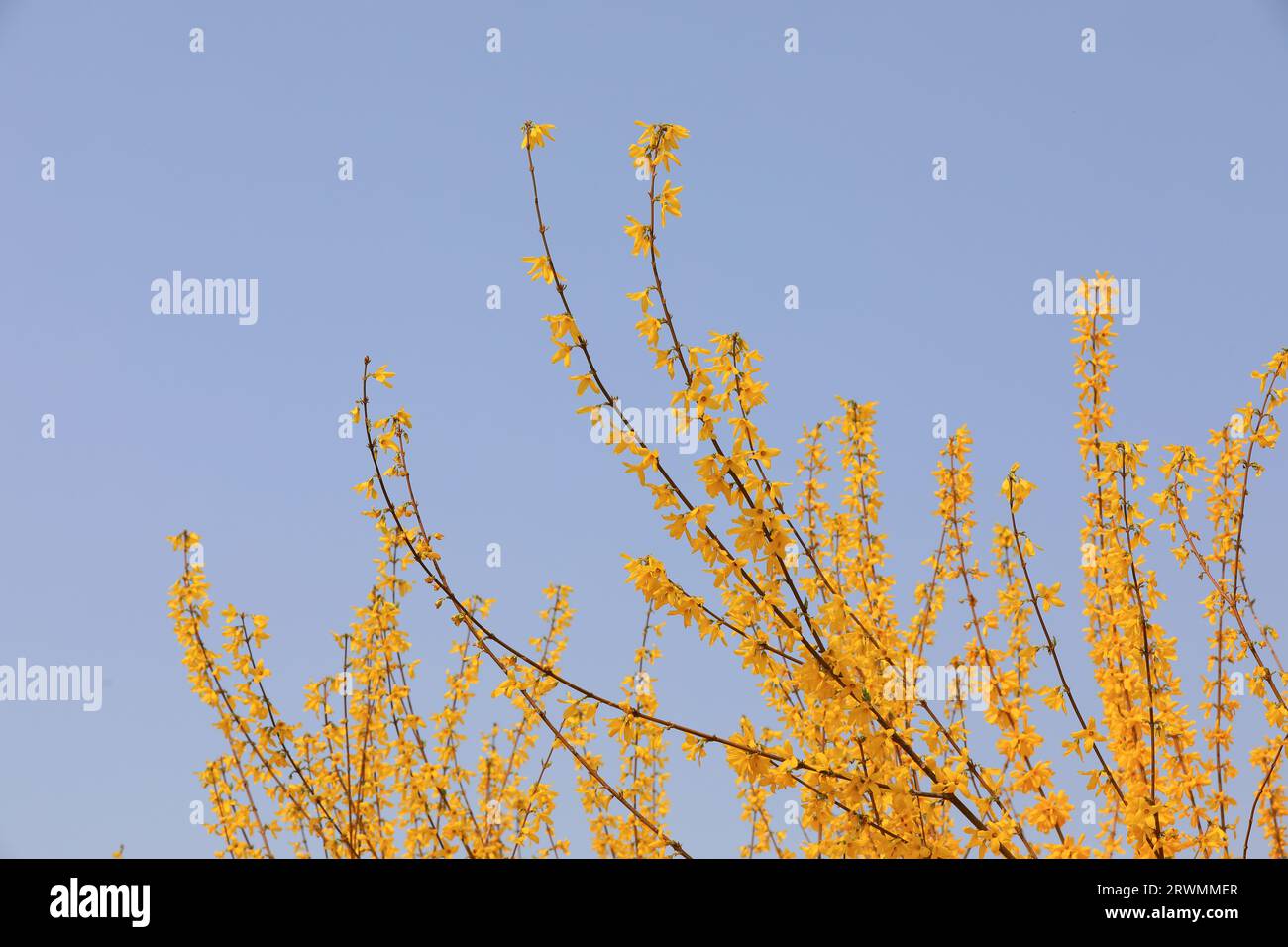 Beautiful Forsythia flowers in the park, North China Stock Photo - Alamy