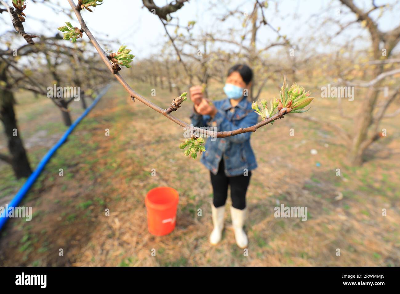 A lady is looking at the development of flower buds of pear trees. In a ...