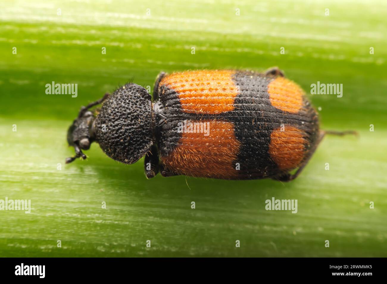 Coleoptera insects hi-res stock photography and images - Alamy