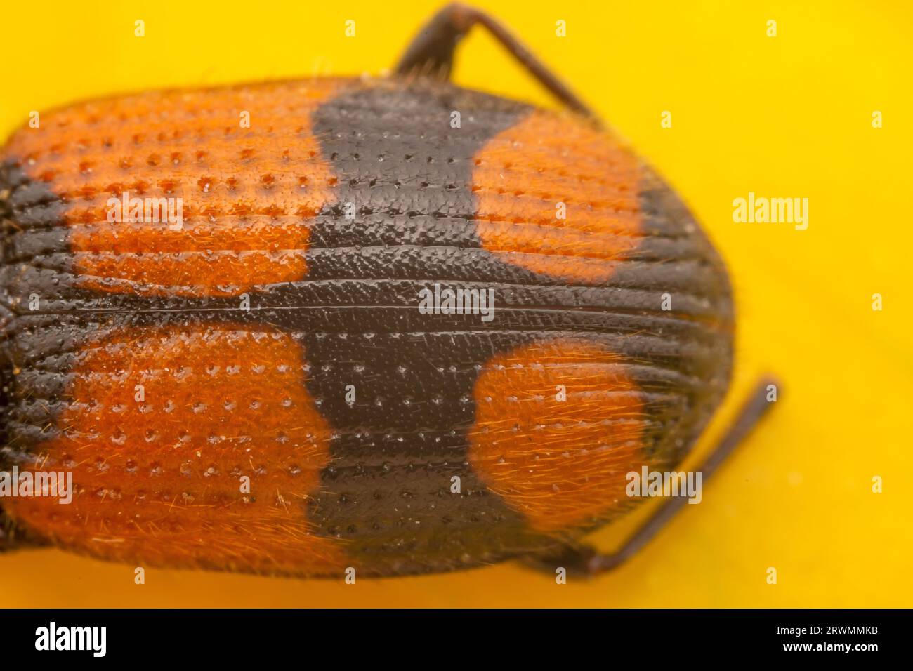 Coleoptera insects hi-res stock photography and images - Alamy