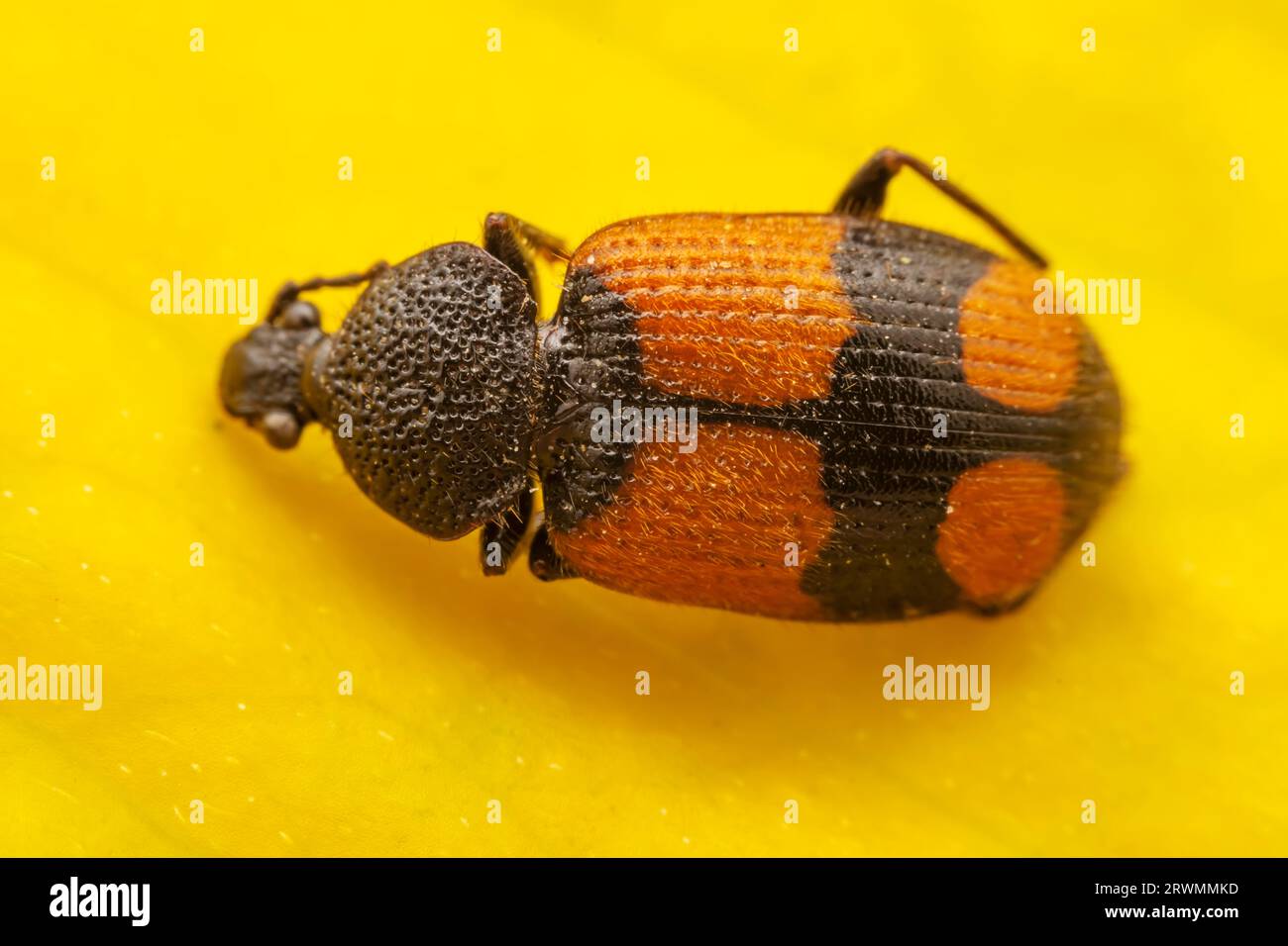 Coleoptera insects hi-res stock photography and images - Alamy