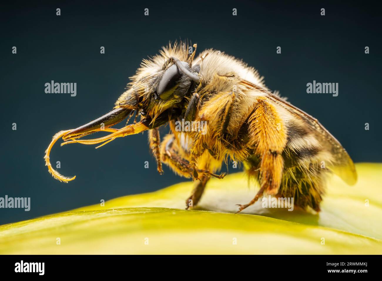Close up photo of beautiful Bumblebee, North China Stock Photo - Alamy