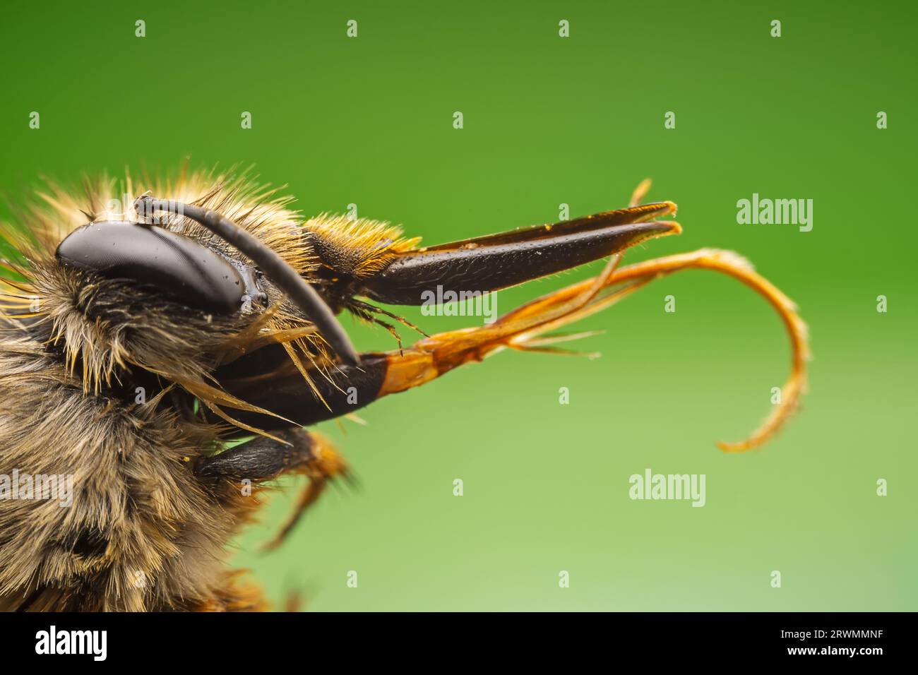 Insects mouthparts hi-res stock photography and images - Alamy