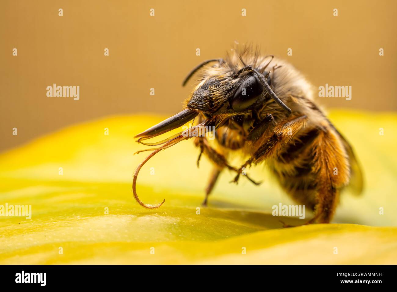 Close up photo of beautiful Bumblebee, North China Stock Photo - Alamy