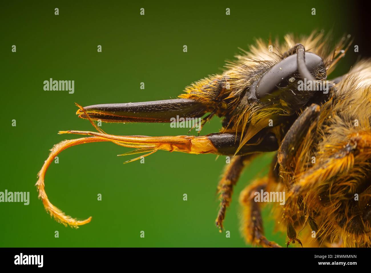 Tiny mouthparts hi-res stock photography and images - Alamy