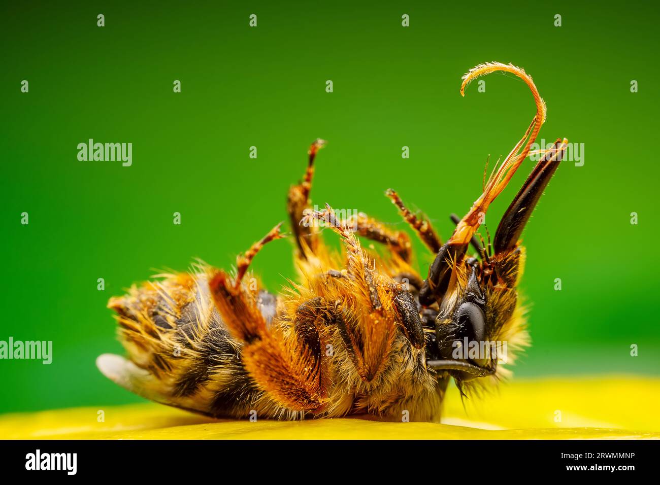 Insects mouthparts hi-res stock photography and images - Alamy