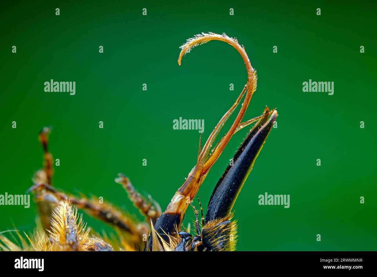 Insects mouthparts hi-res stock photography and images - Alamy