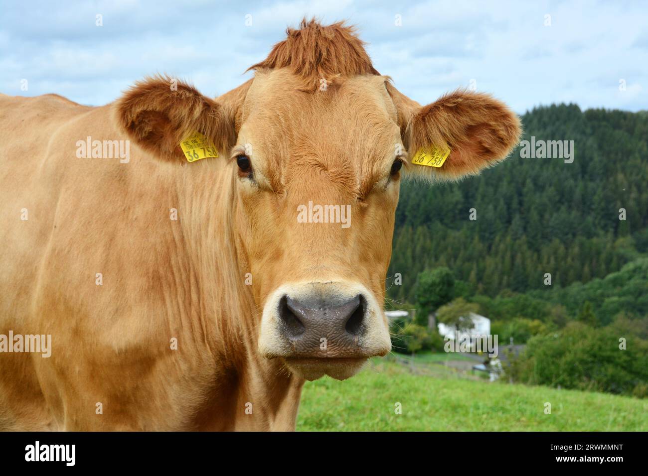 Cattle, cows and calves - a wonderful life on the pastures Stock Photo ...