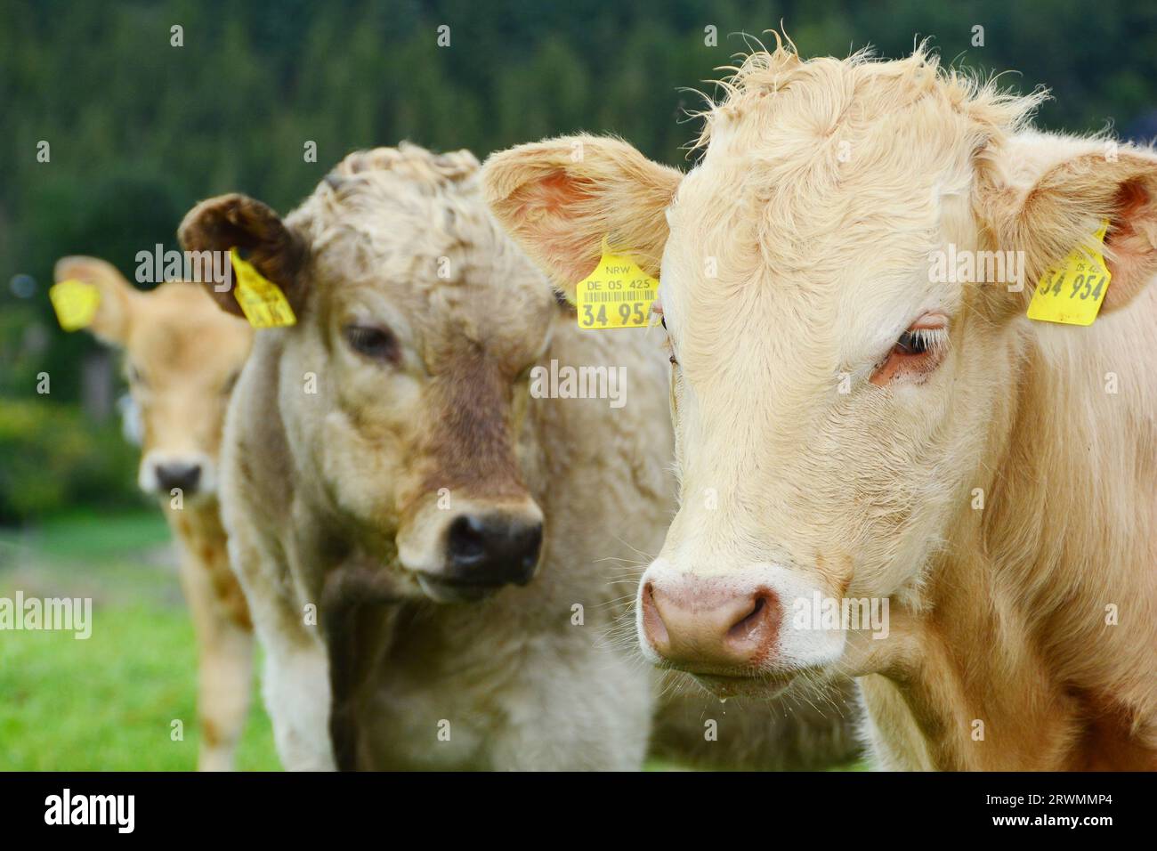 Cattle, cows and calves - a wonderful life on the pastures Stock Photo ...