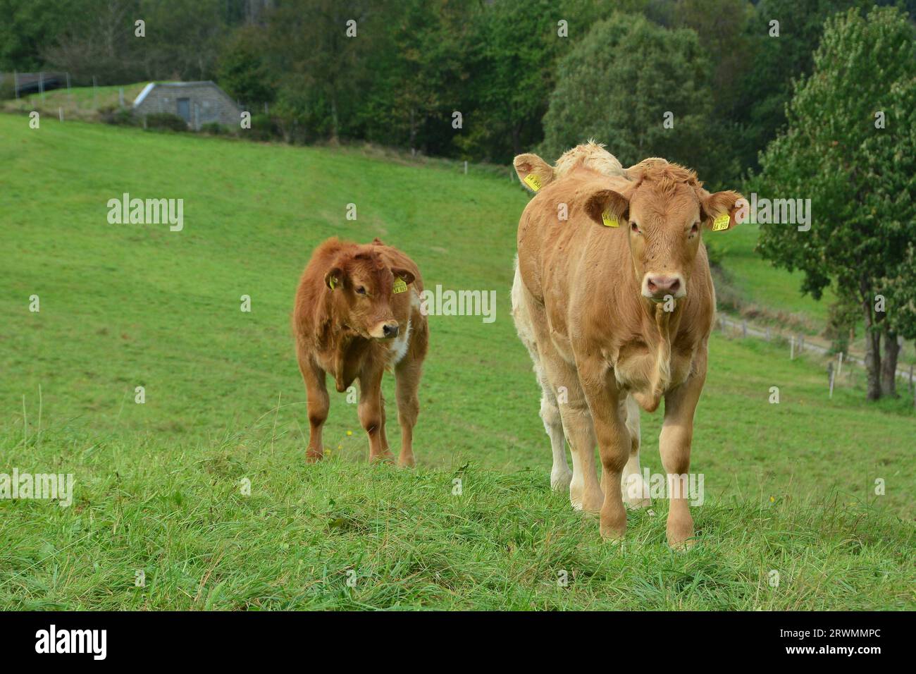 Cattle, cows and calves - a wonderful life on the pastures Stock Photo ...