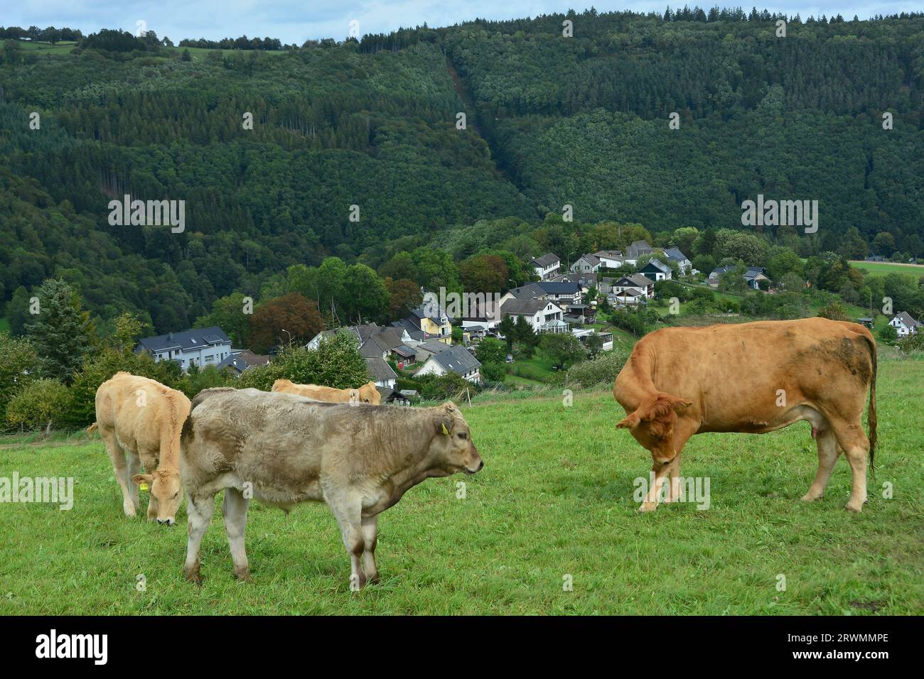 Cattle, cows and calves - a wonderful life on the pastures Stock Photo ...
