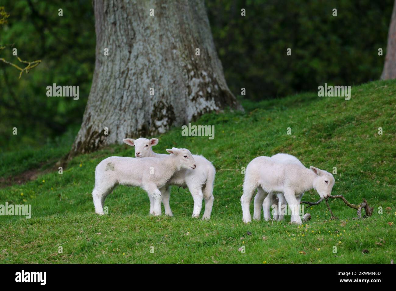 Mammal britain hi-res stock photography and images - Alamy