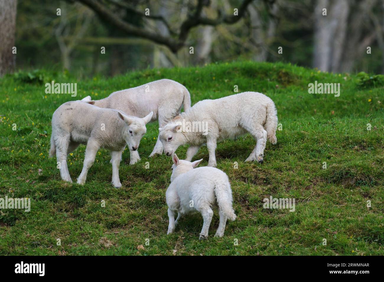 Mammal of britain hi-res stock photography and images - Alamy