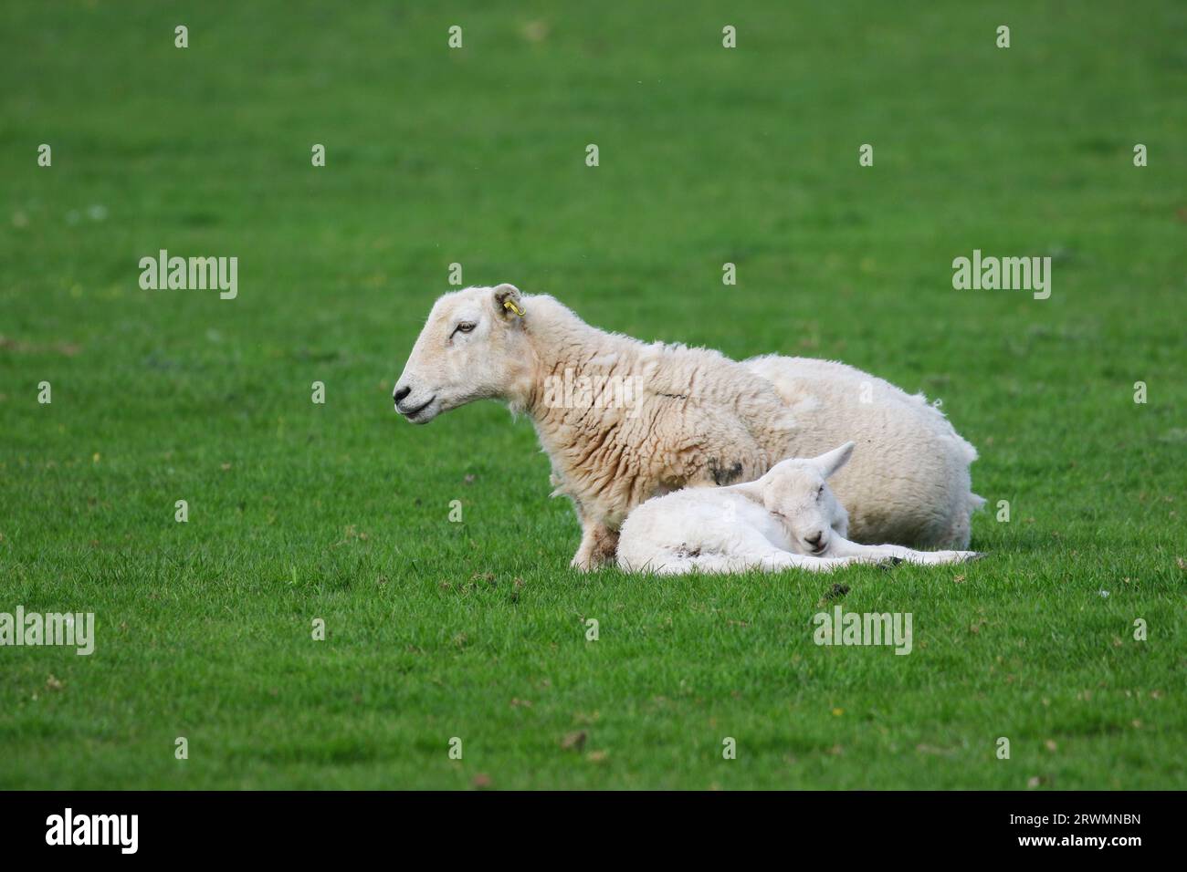 Sheep farming in Wales, Great Britain Stock Photo - Alamy