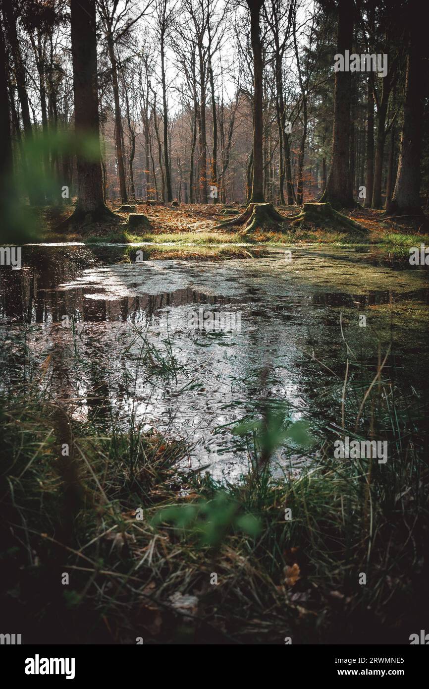 Tranquil Autumn Reflections in forest mossy lake Stock Photo - Alamy
