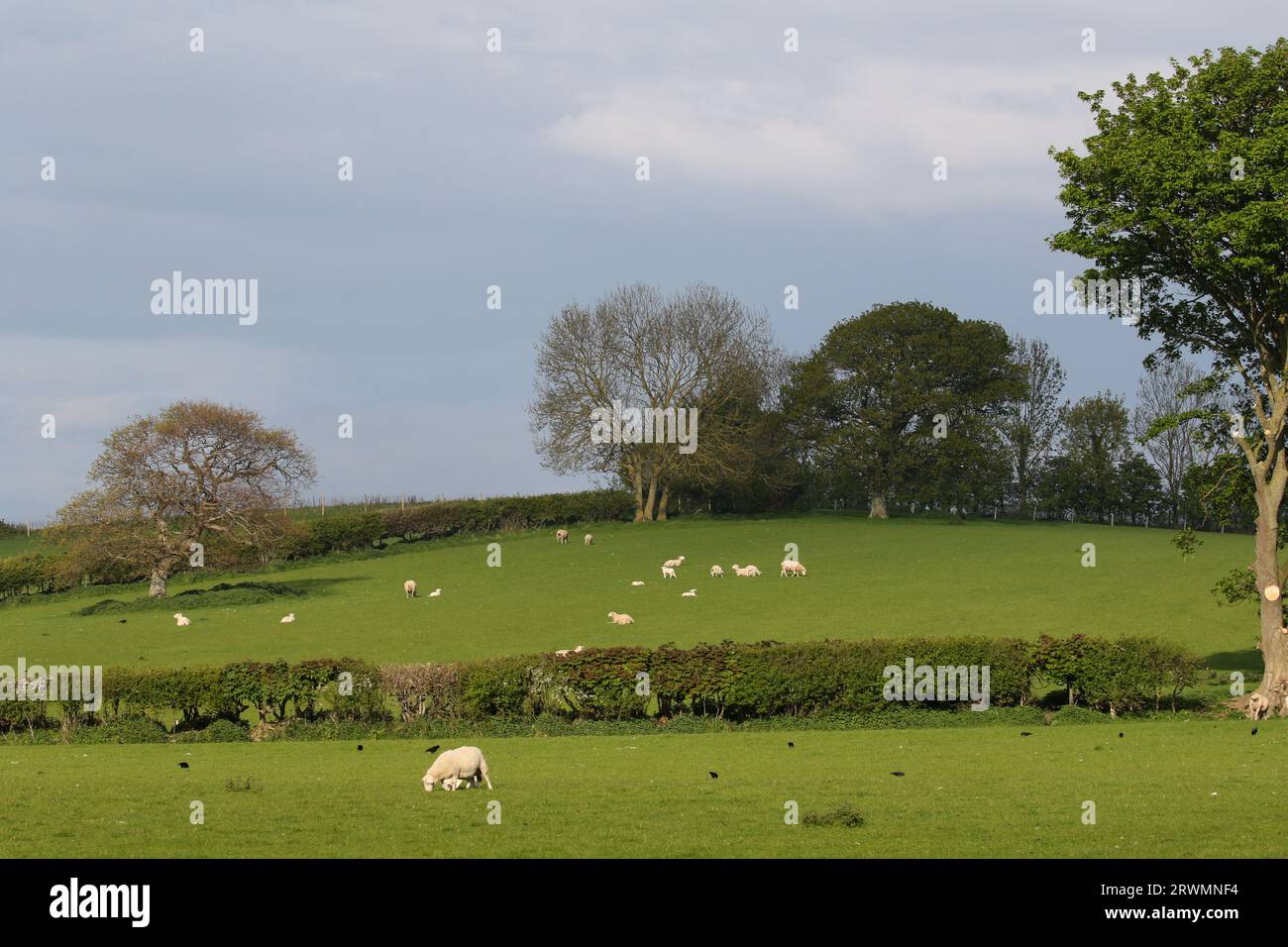 Sheep farming in Wales, Great Britain Stock Photo - Alamy