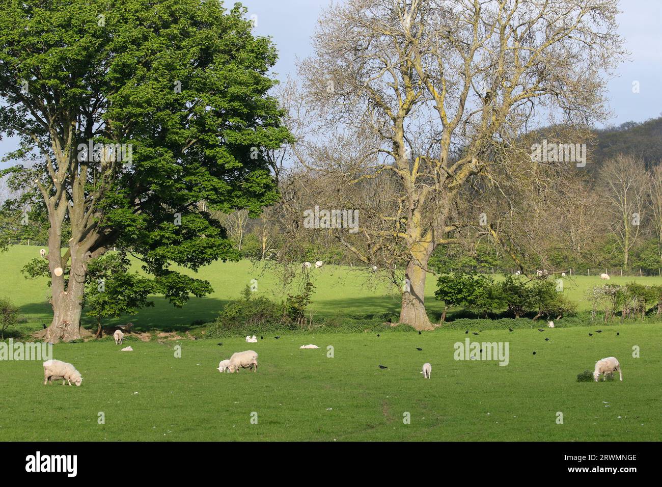 Sheep farming in Wales, Great Britain Stock Photo - Alamy
