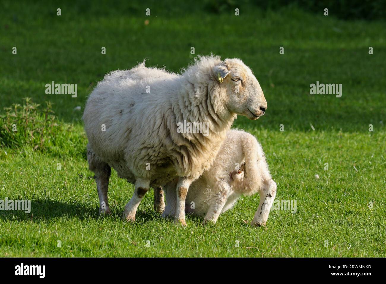 Sheep farming in Wales, Great Britain Stock Photo - Alamy