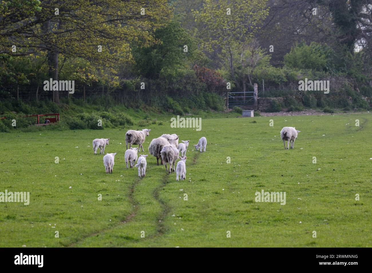 Sheep farming in Wales, Great Britain Stock Photo - Alamy