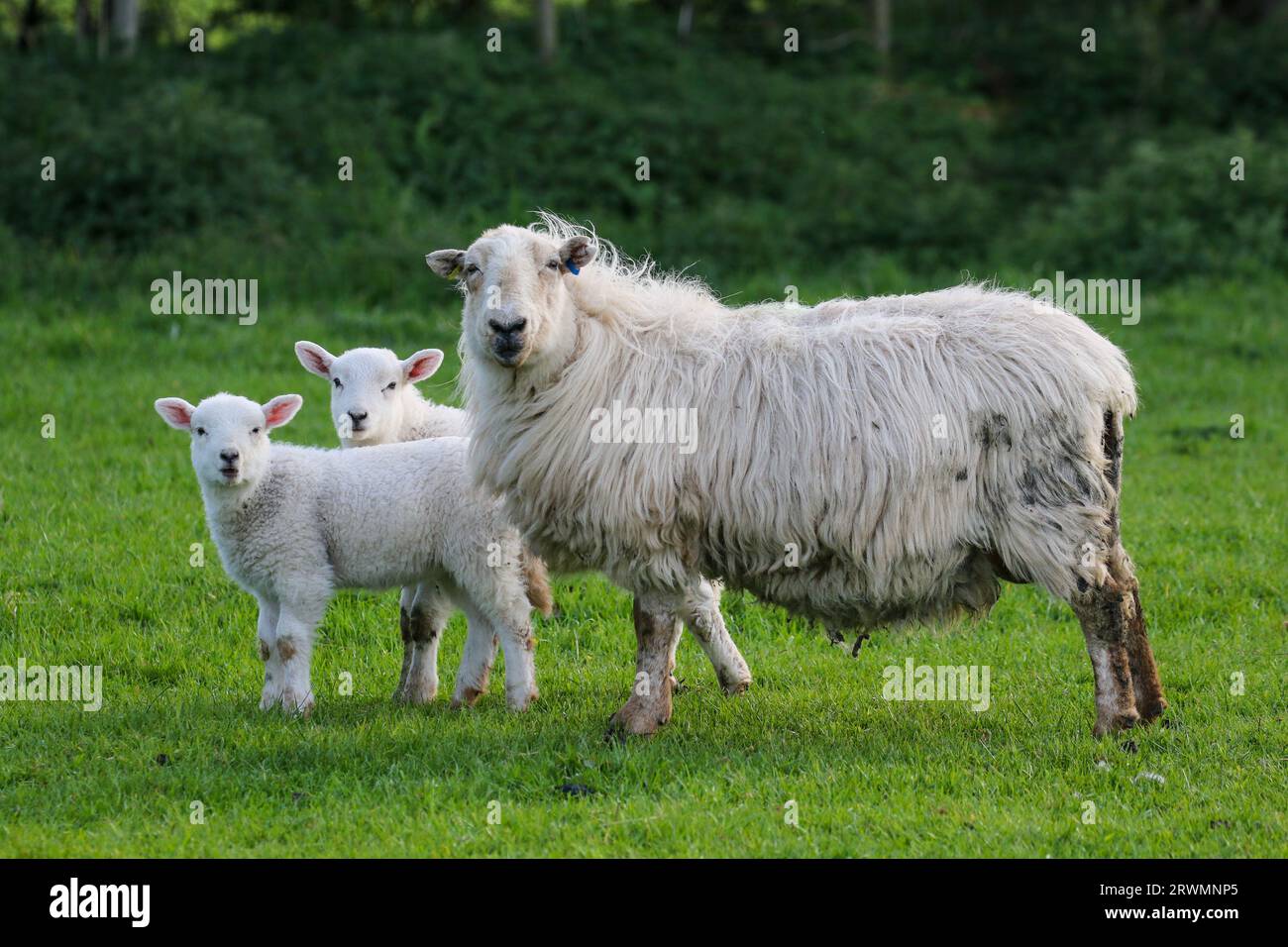 Sheep farming in Wales, Great Britain Stock Photo - Alamy