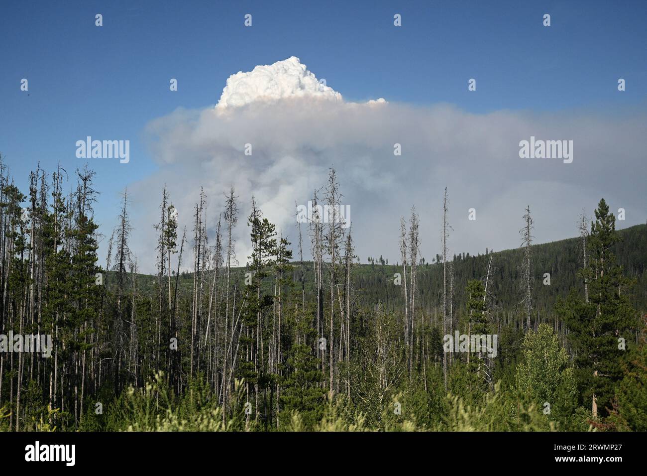 Wildfire. Smoke from a wildfire rise in sky above the forest Stock ...