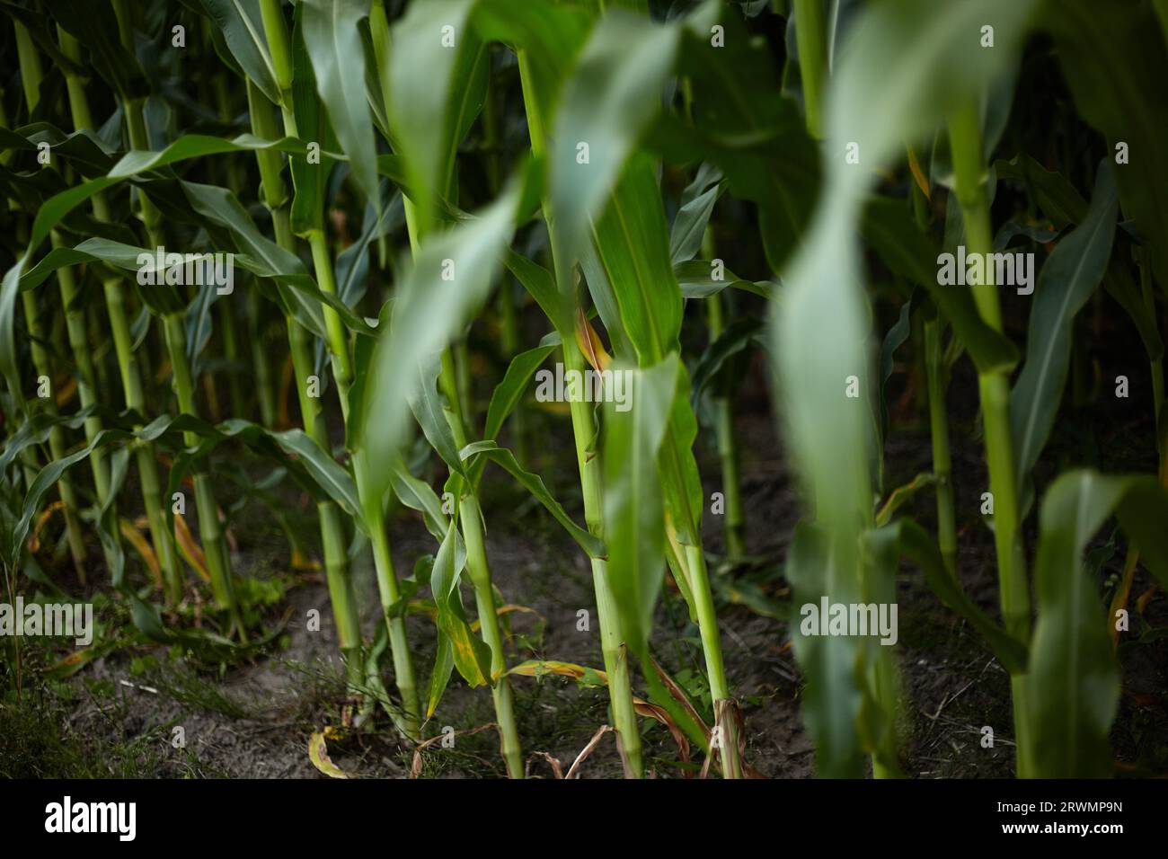 Corn. Green leaves of the crop Stock Photo - Alamy