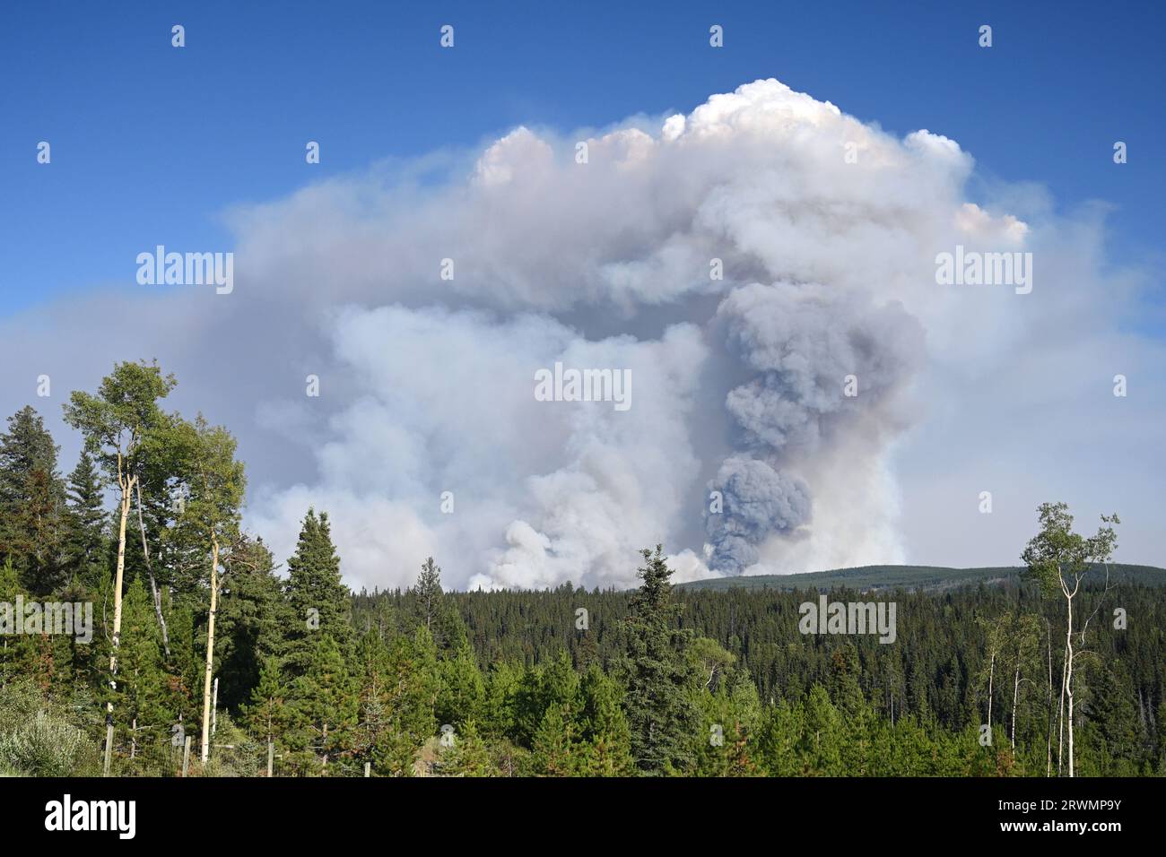 Wildfire. Smoke from a wildfire rise in sky above the forest Stock ...