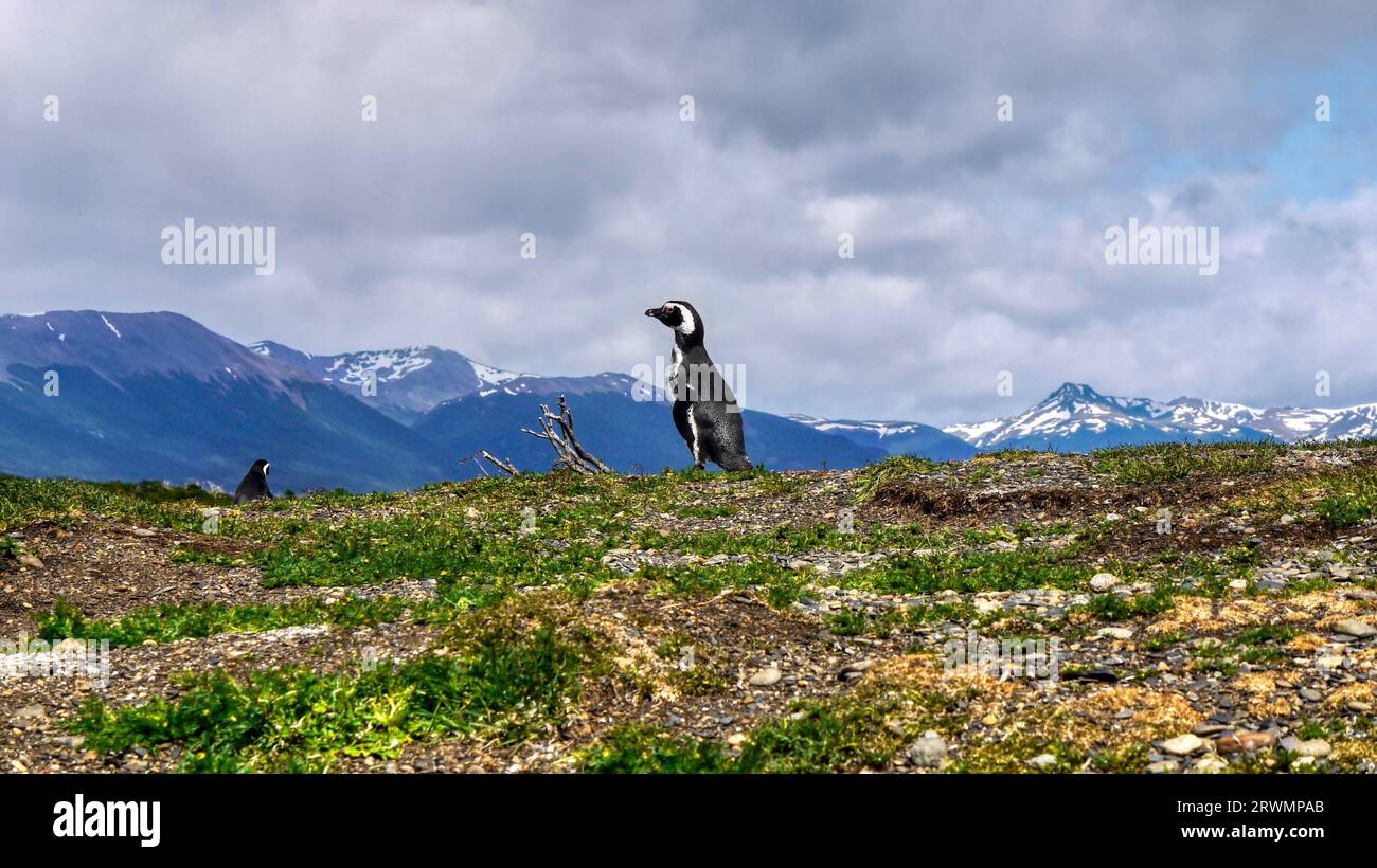 A Magellanic penguin (Spheniscus magellanicus) on Martillo Island in ...