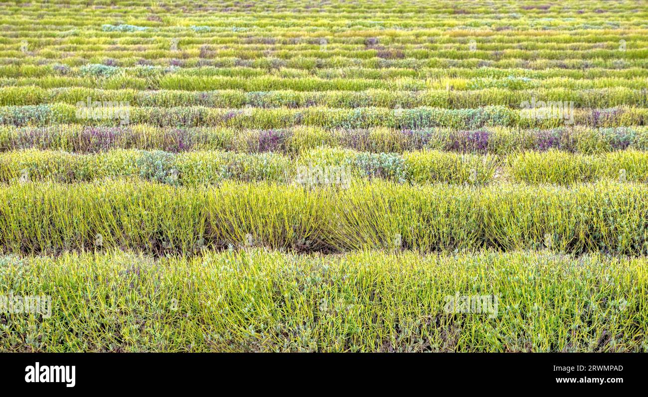 Focus on front rows of lavender plants (Lavandula angustifolia) in a field after harvesting ...